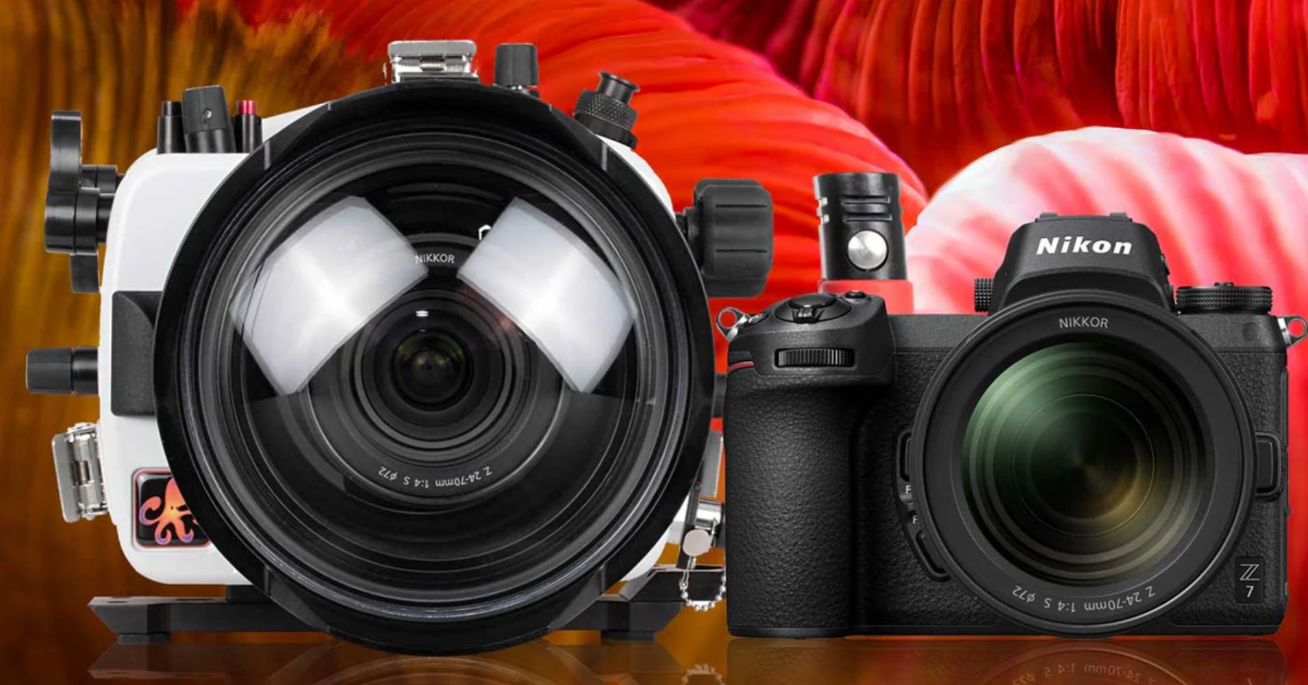 Best Nikon Lenses for Underwater Photography | F and Z-Series Camera Guide