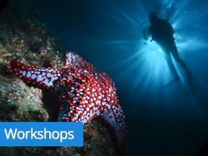 UW Camera Store - Europe's number 1 underwater camera store